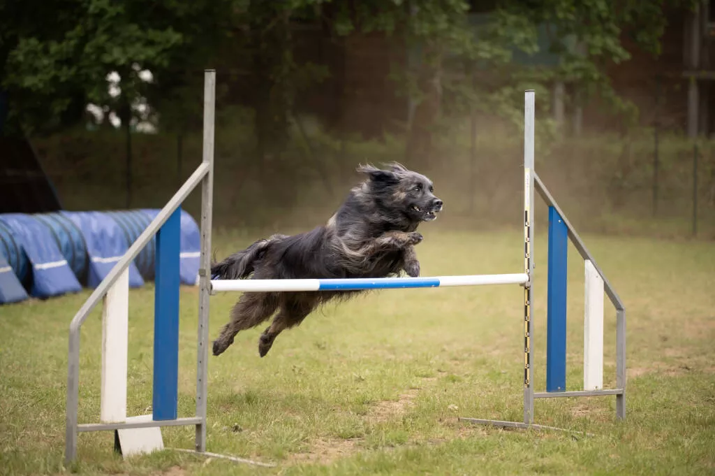 Concours agility dog à Ychoux | Agenda